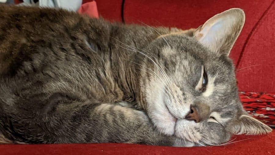 Introducing my cat – Murdock – an errant dev